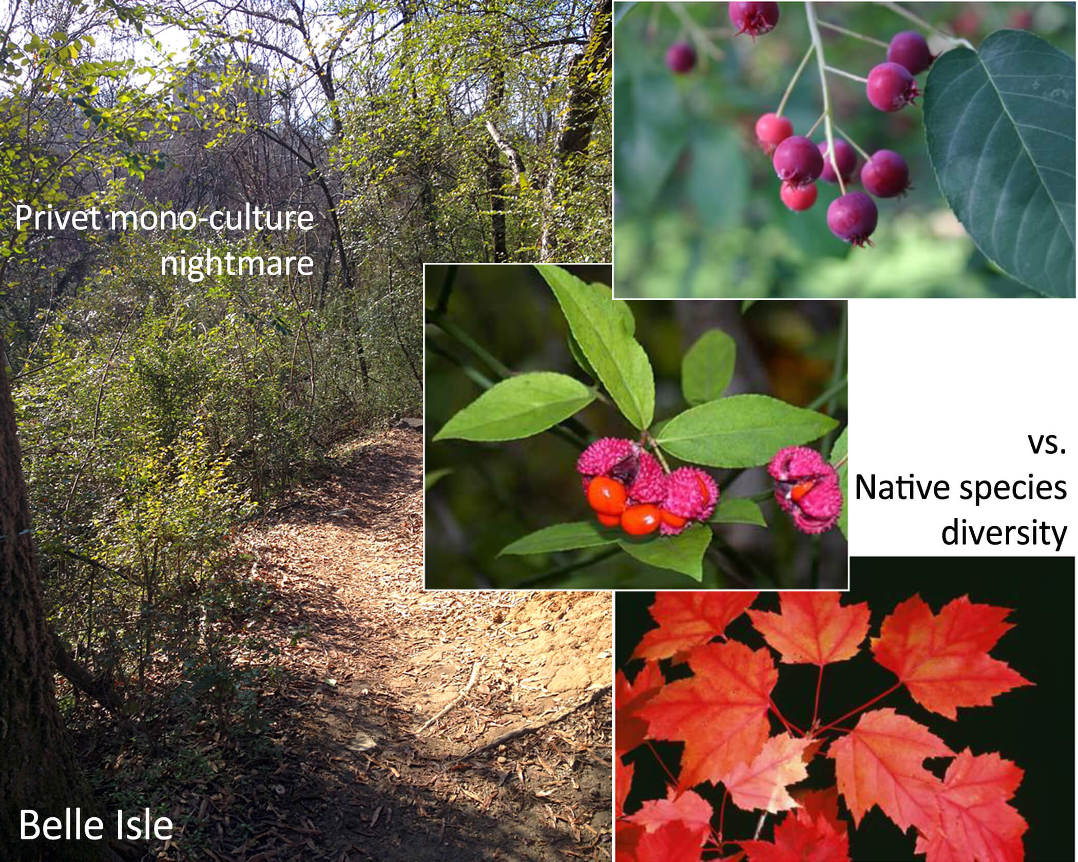 Belle Isle Project - Richmond Tree Stewards