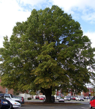 Threats to Trees - Richmond Tree Stewards