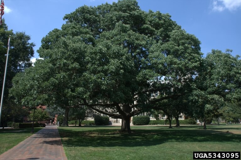 Emerald Ash Borer - Richmond Tree Stewards