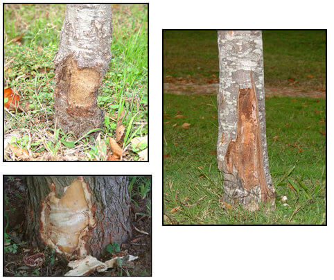 Tree Care - Richmond Tree Stewards