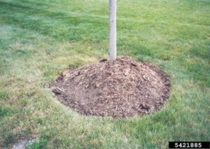 Volcano Mulching - Richmond Tree Stewards