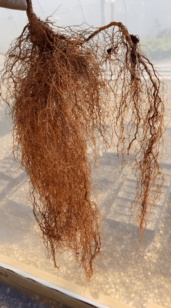 Gravel Beds - Richmond Tree Stewards