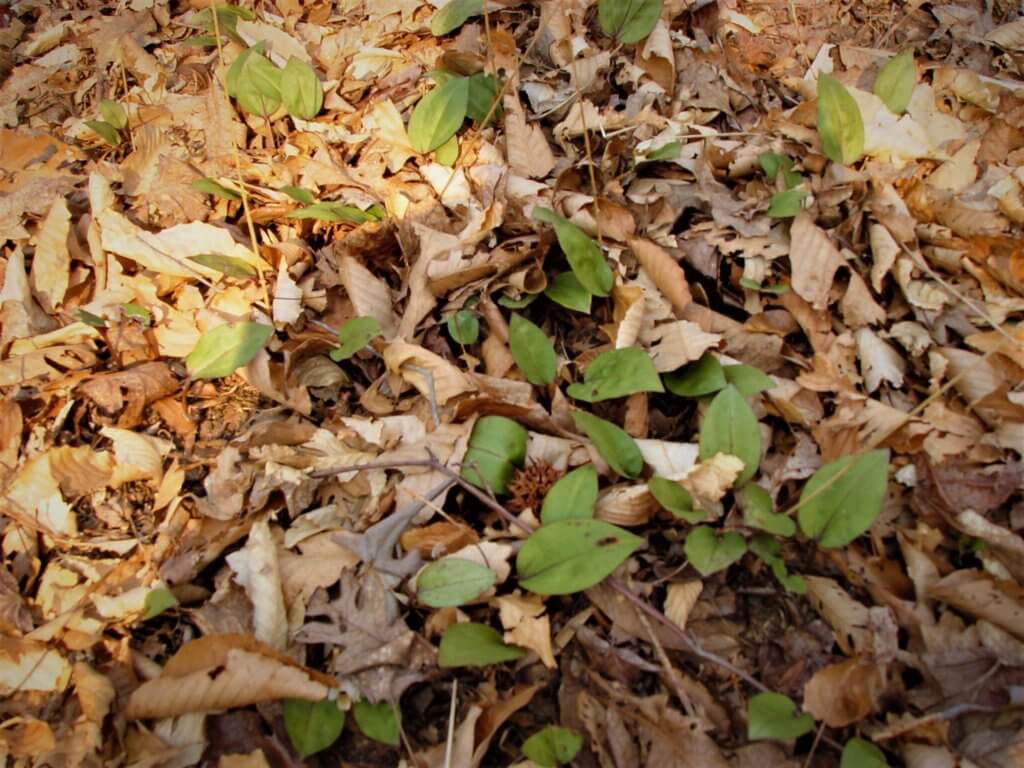 Leaf Litter: The only litter that should be left on the ground ...
