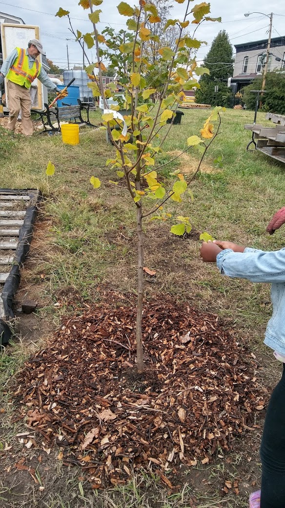 Volcano Mulching - Richmond Tree Stewards