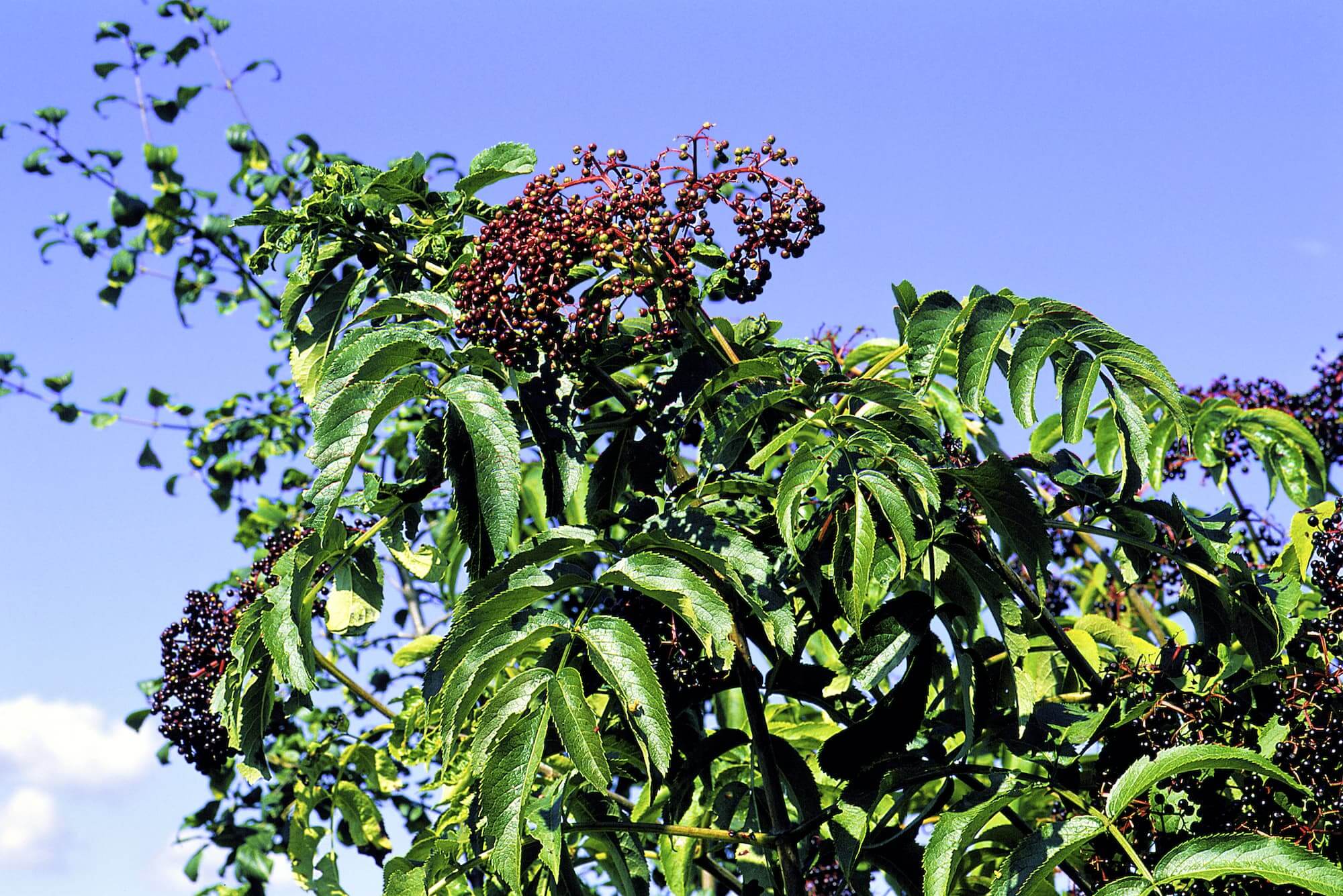 Sambucus canadensis (Elderberry) - Richmond Tree Stewards