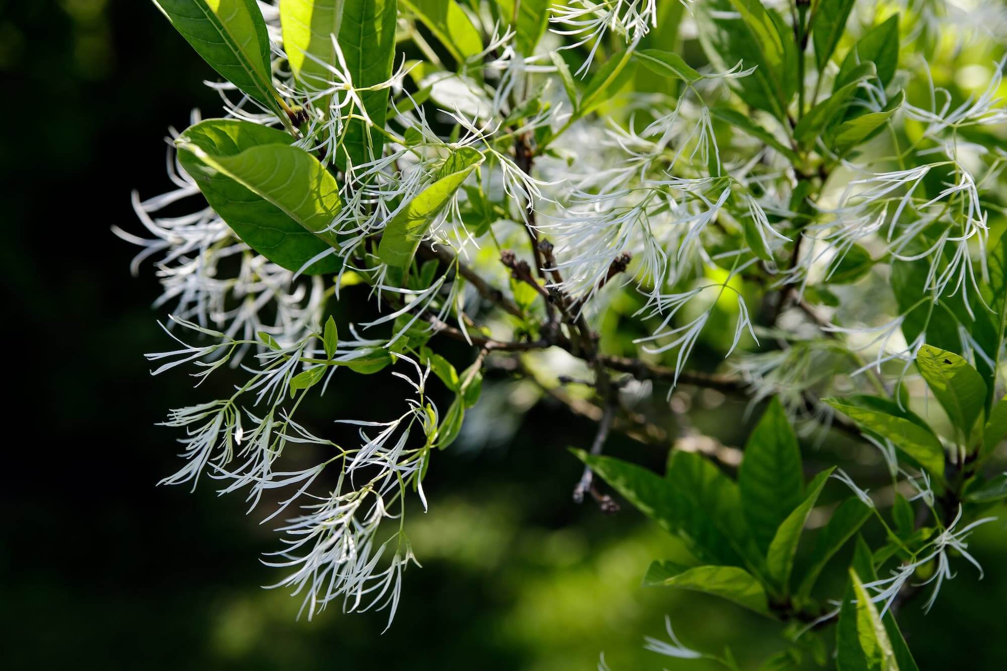 Chioanthus virginicus (Fringe tree) - Richmond Tree Stewards