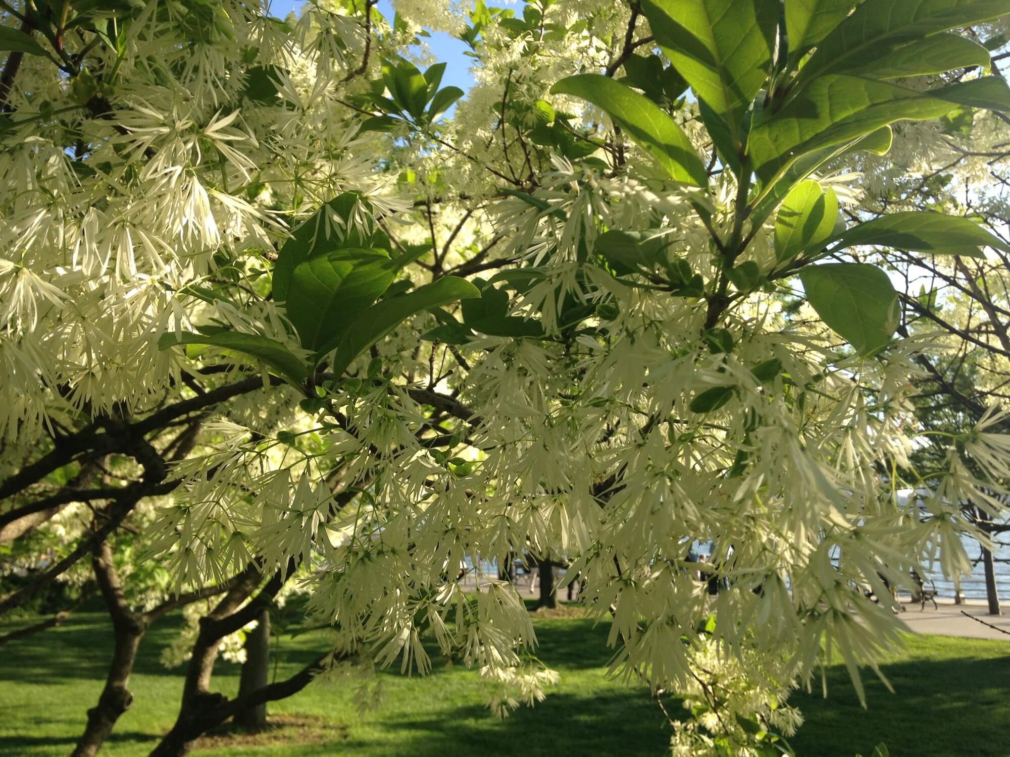Chioanthus virginicus (Fringe tree) - Richmond Tree Stewards