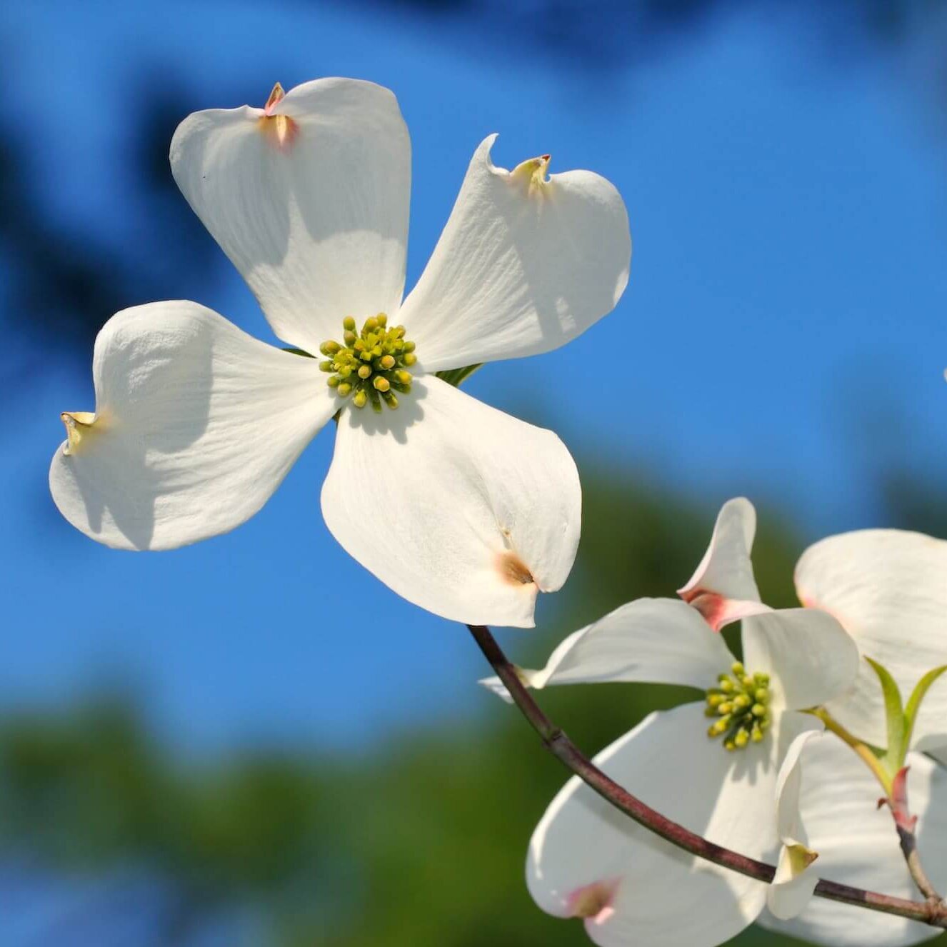 Benthaminia florida (Flowering dogwood) - Richmond Tree Stewards