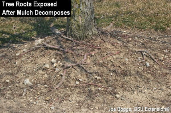 Richmond Tree Stewards