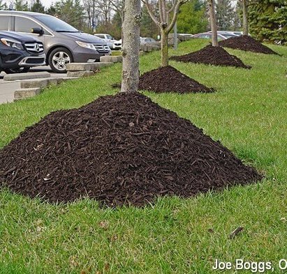 Richmond Tree Stewards