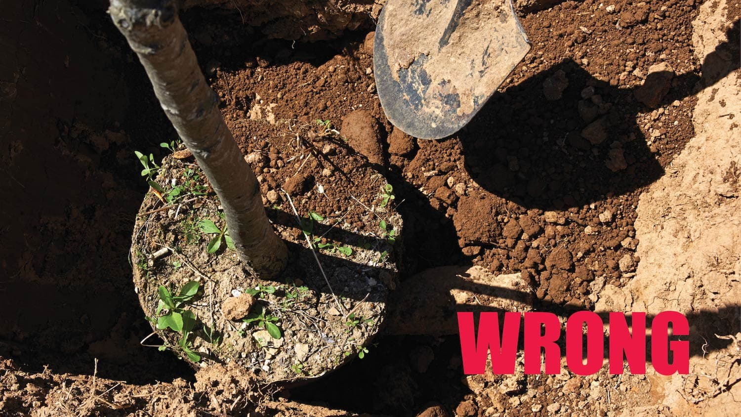 Planting - Richmond Tree Stewards