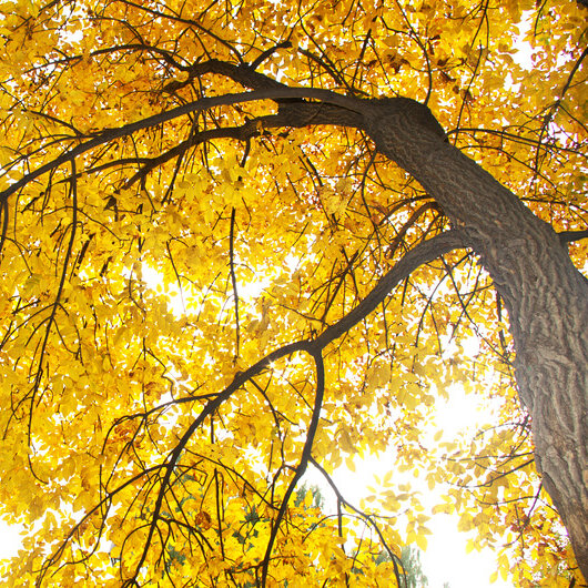 Richmond Tree Stewards